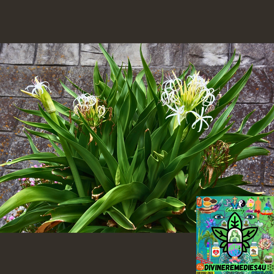 Crinum Asiaticum, White Spider Lily, Beautiful Flowers, Sprouts 48inch ...