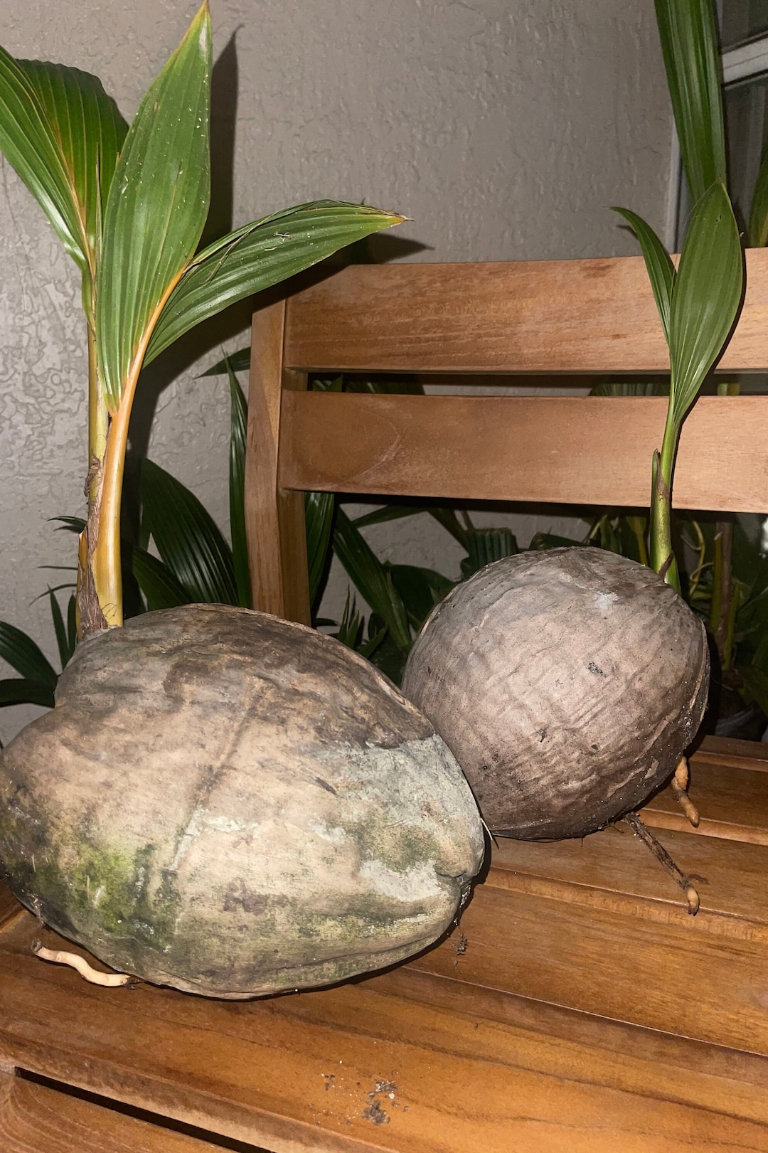 Coconut Sprouts(*air Purifying)*live Coconut Palm Tree |*GROWING Exotic ...