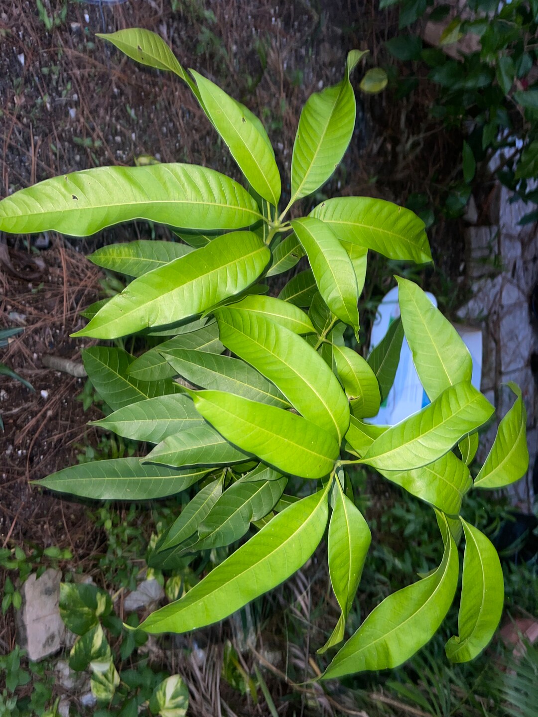 Fresh Picked Organic Baby Mango Leaves, Healthy, Makes Delicious Tea ...