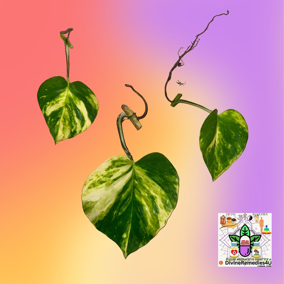 Golden Pathos Cuttings Heart Shaped Leaves Grow Your Own - Etsy
