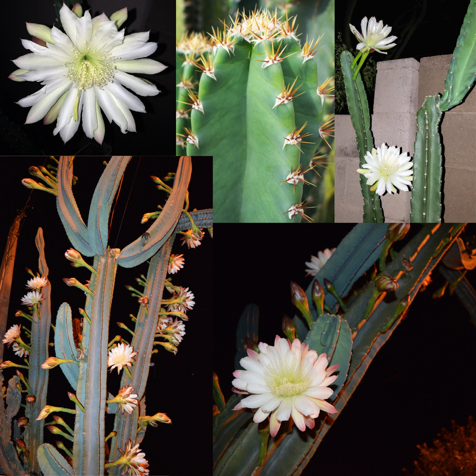 2 FOR 1 Cereus Night Blooming Cactus Produces Beautiful - Etsy