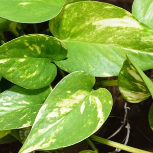 Air Purifying Golden Pathos Vine Strands With Roots (pack of Multiple ...