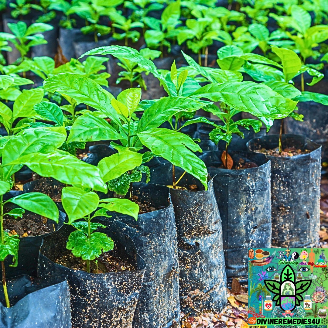 Rare Wild Coffee Psychotria Nervosa Plant 1-5 Feet Tall - Etsy