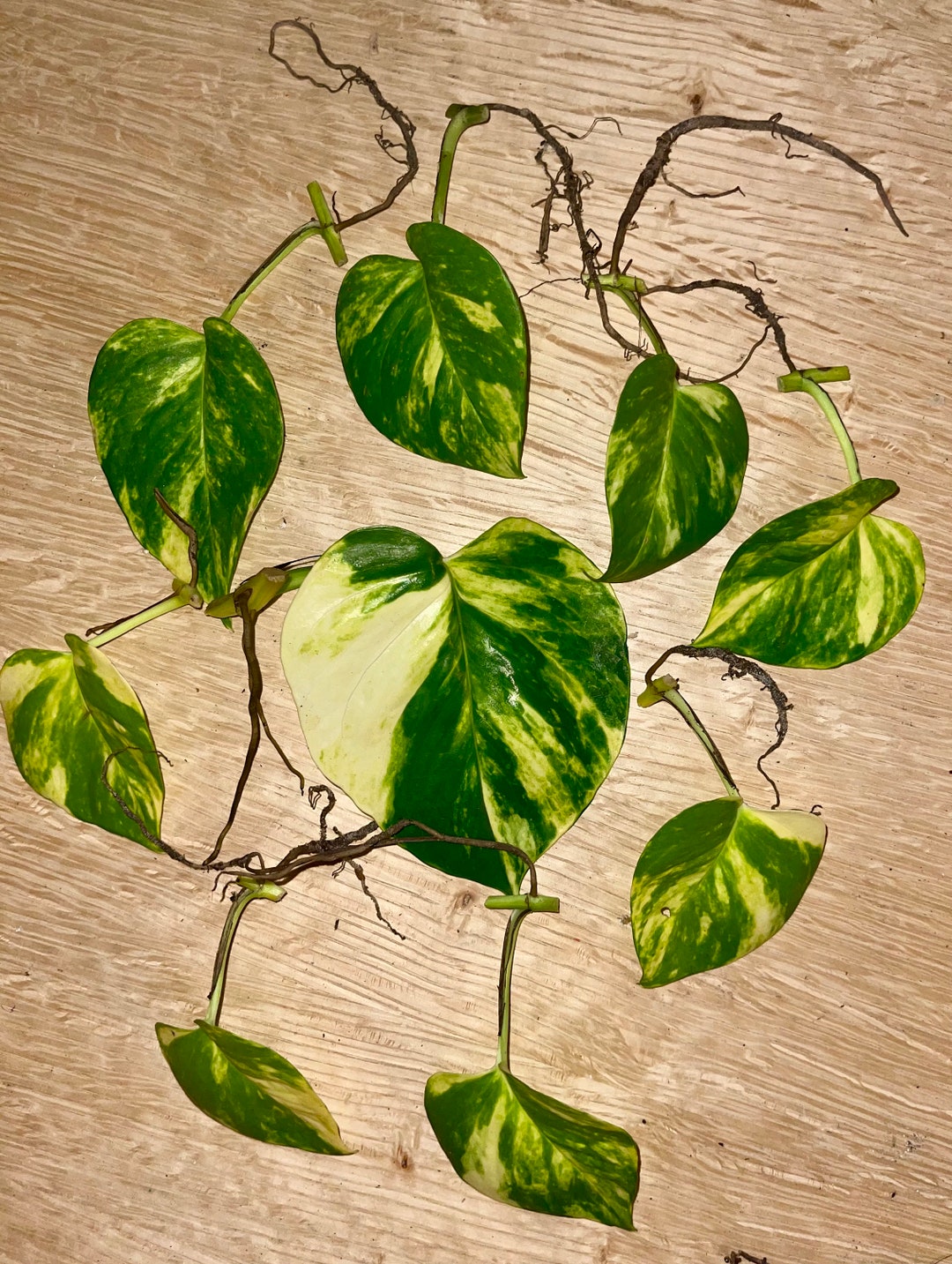 Golden Pathos Cuttings, Heart Shaped Leaves, Grow Your Own Pathos Vines ...