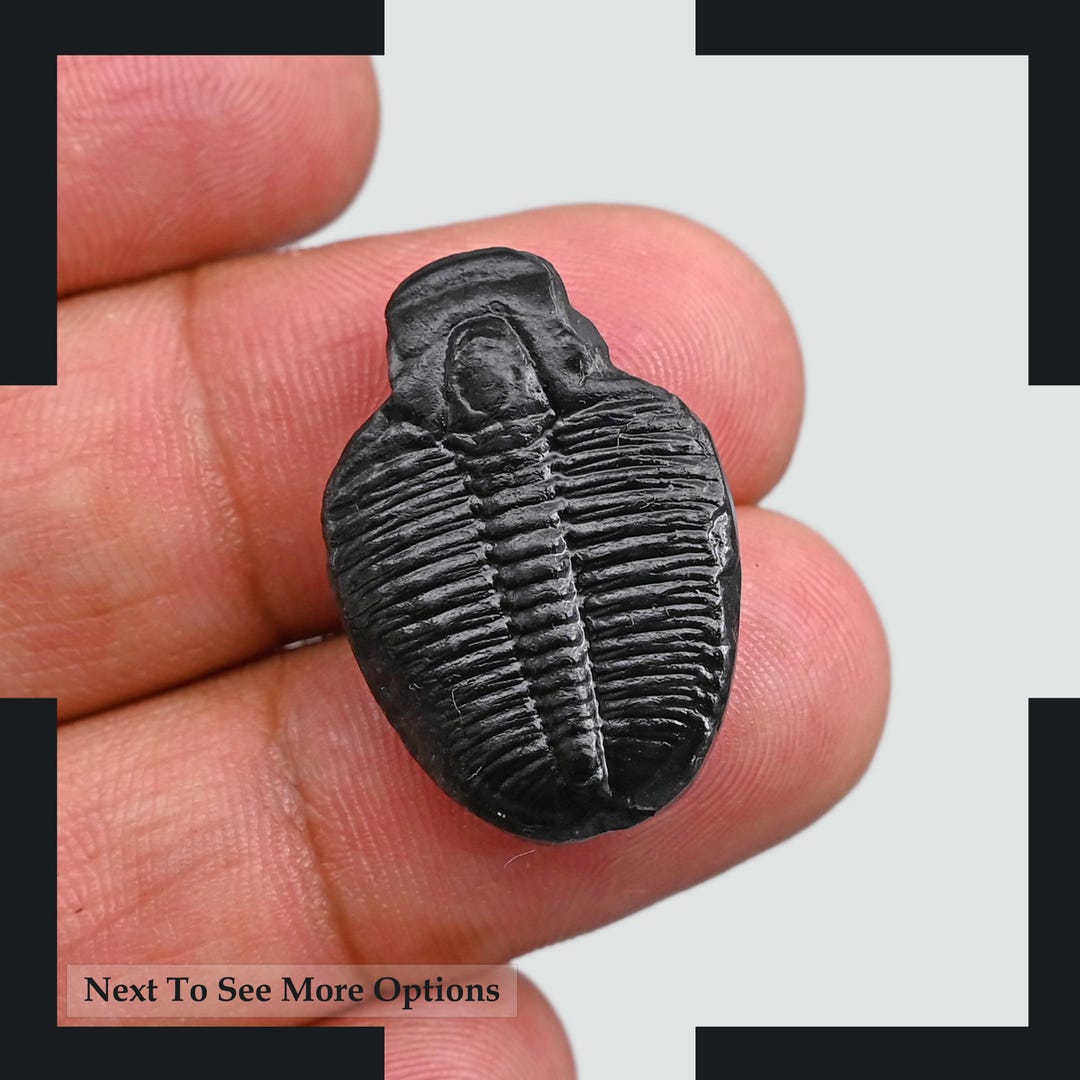 Natural Trilobite Fossil Gemstone for Jewelry Making – Authentic ...