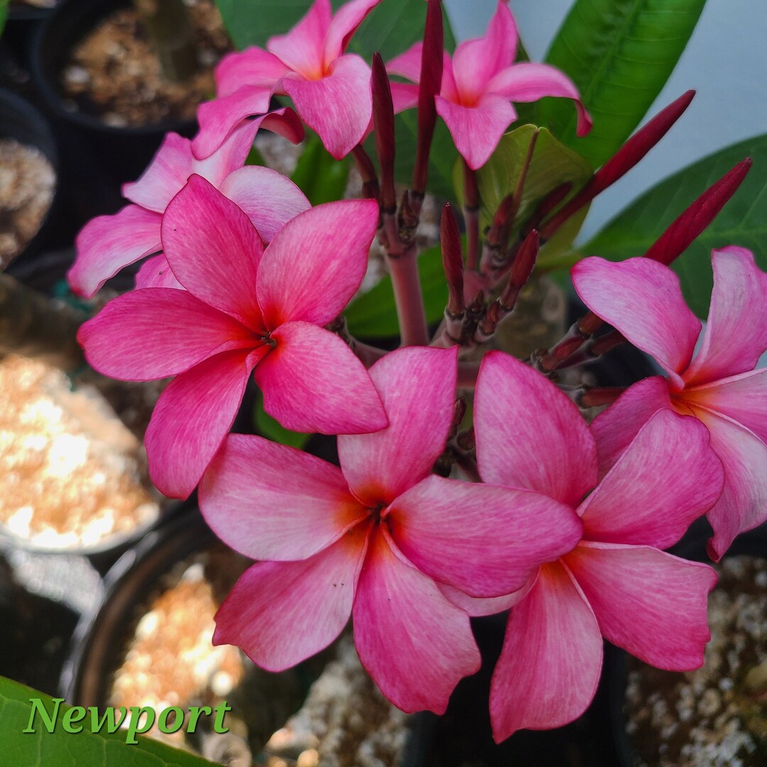 Rooted Newport Live Plumeria Rubra, 12-18", USA Seller, FREE SHIPPING ...