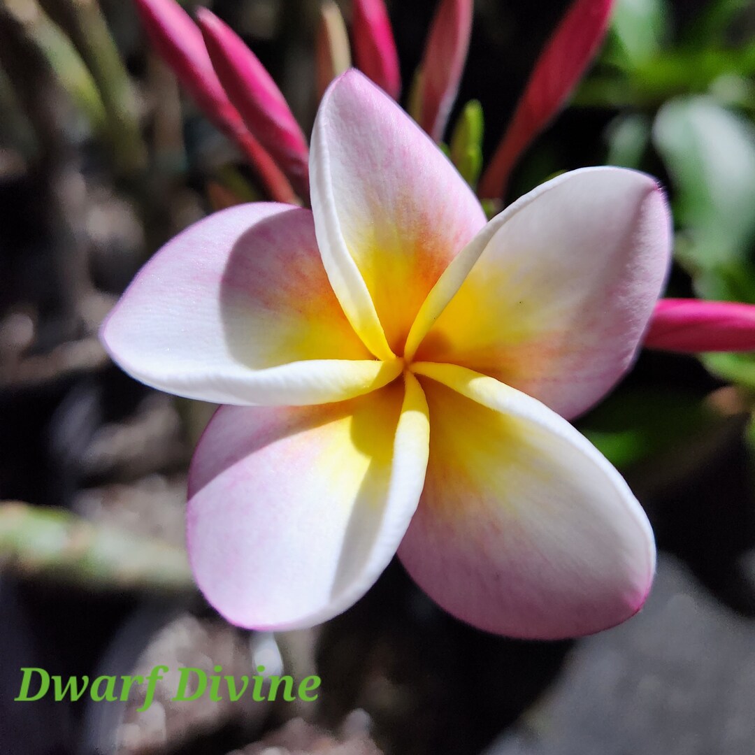Rooted Dwarf Divine Live Plumeria Rubra, Rare Find, 12-16, USA Seller ...
