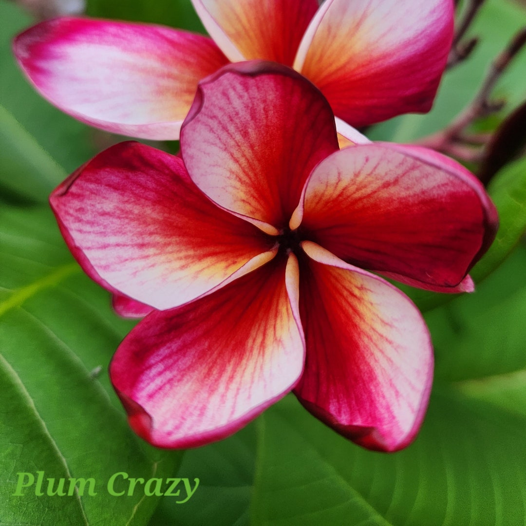 Rare Plum Crazy Rooted Live Plumeria Rubra, 14-24", USA Seller, FREE ...
