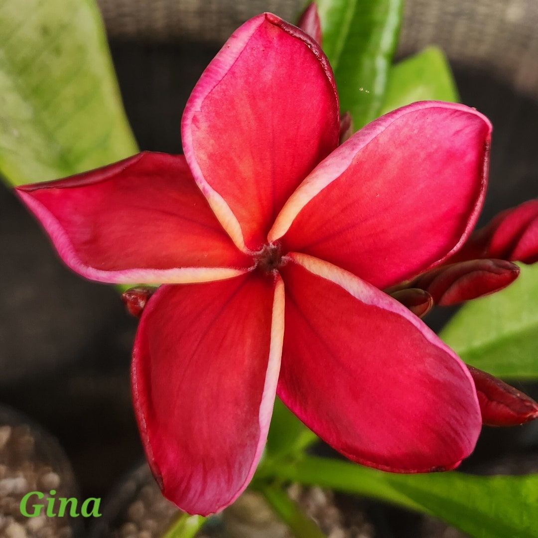 Gina Rooted Live Plumeria Rubra, Rare Find, Xl 14-24, USA Seller, FREE ...