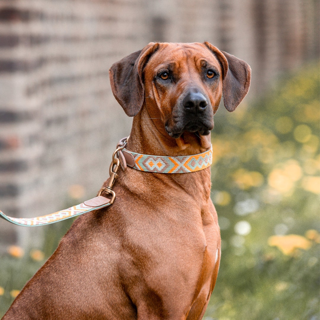 Premium Dog Collar - Très Chic - Etsy