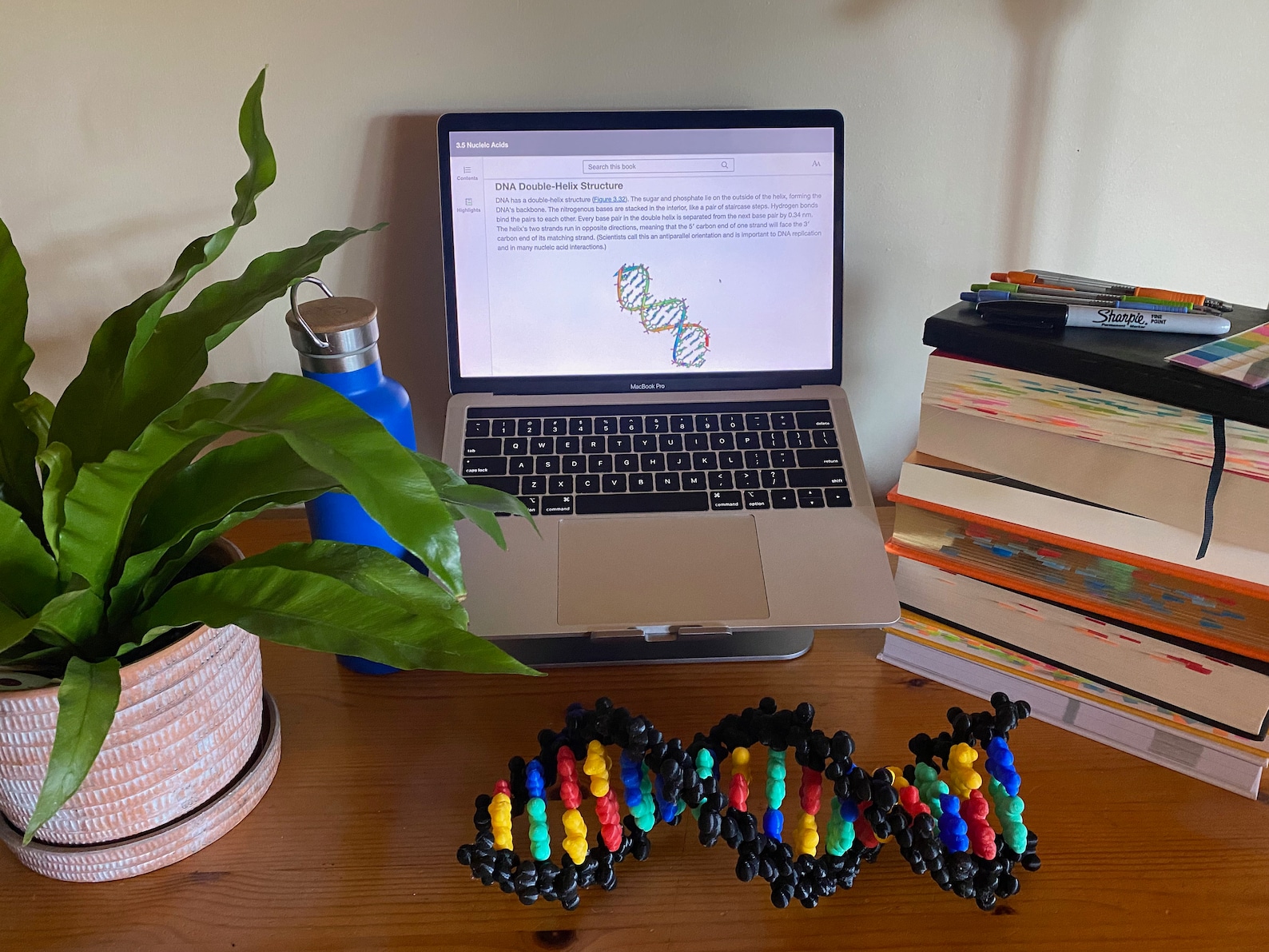 Realistic DNA Model 3d-printed - Etsy