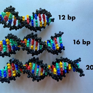 Realistic DNA Model 3d-printed - Etsy