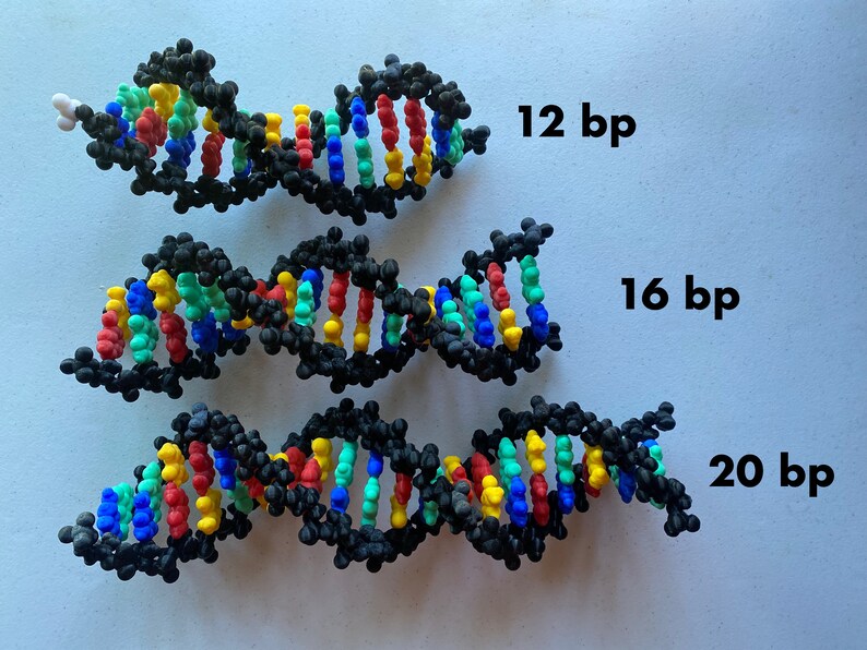 Realistic DNA Model 3d-printed - Etsy