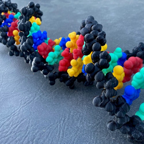 3d Dna Models