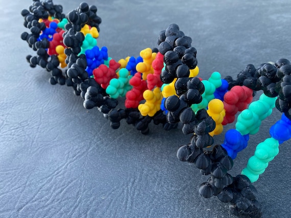 Realistic DNA Model 3d-printed - Etsy UK