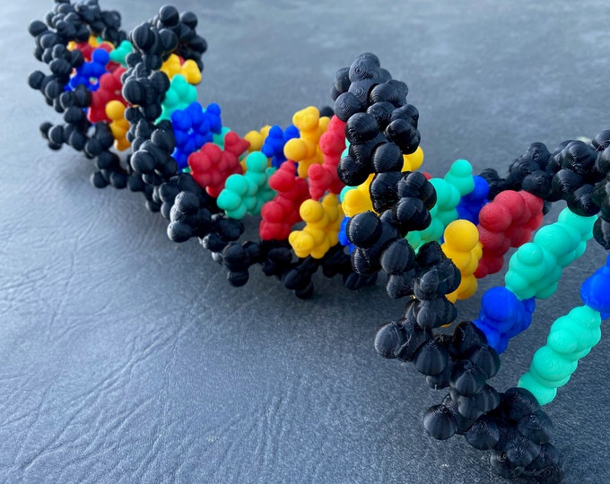 Realistic DNA Model 3d-printed - Etsy