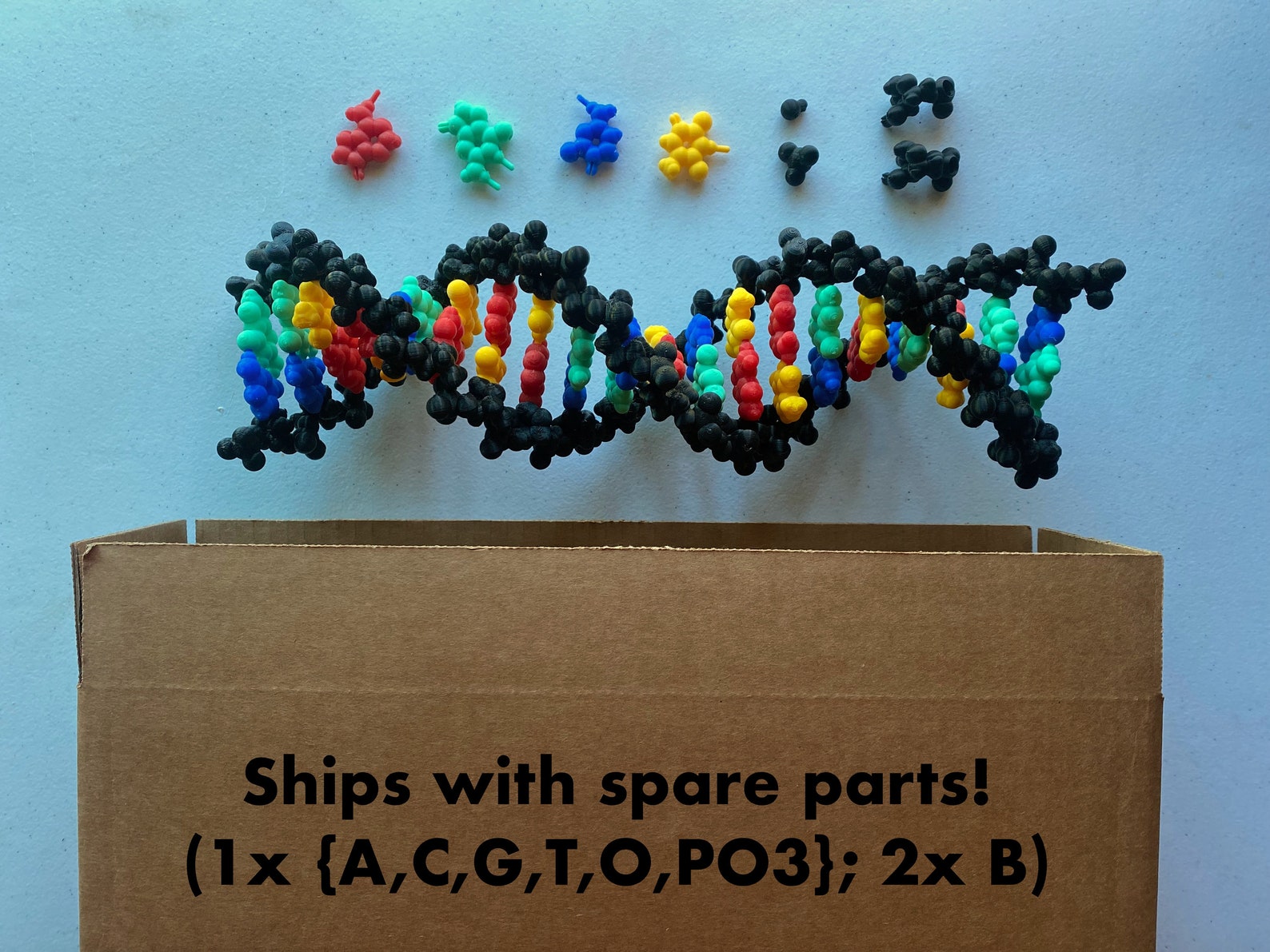 Realistic DNA Model 3d-printed - Etsy