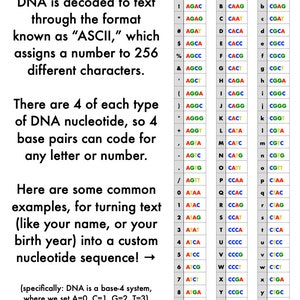 Realistic DNA Model 3d-printed - Etsy