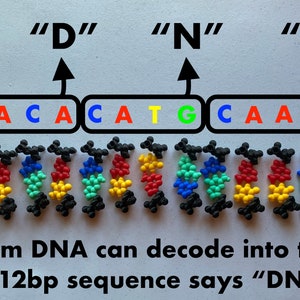 Realistic DNA Model 3d-printed - Etsy