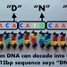 Realistic DNA Model 3d-printed - Etsy