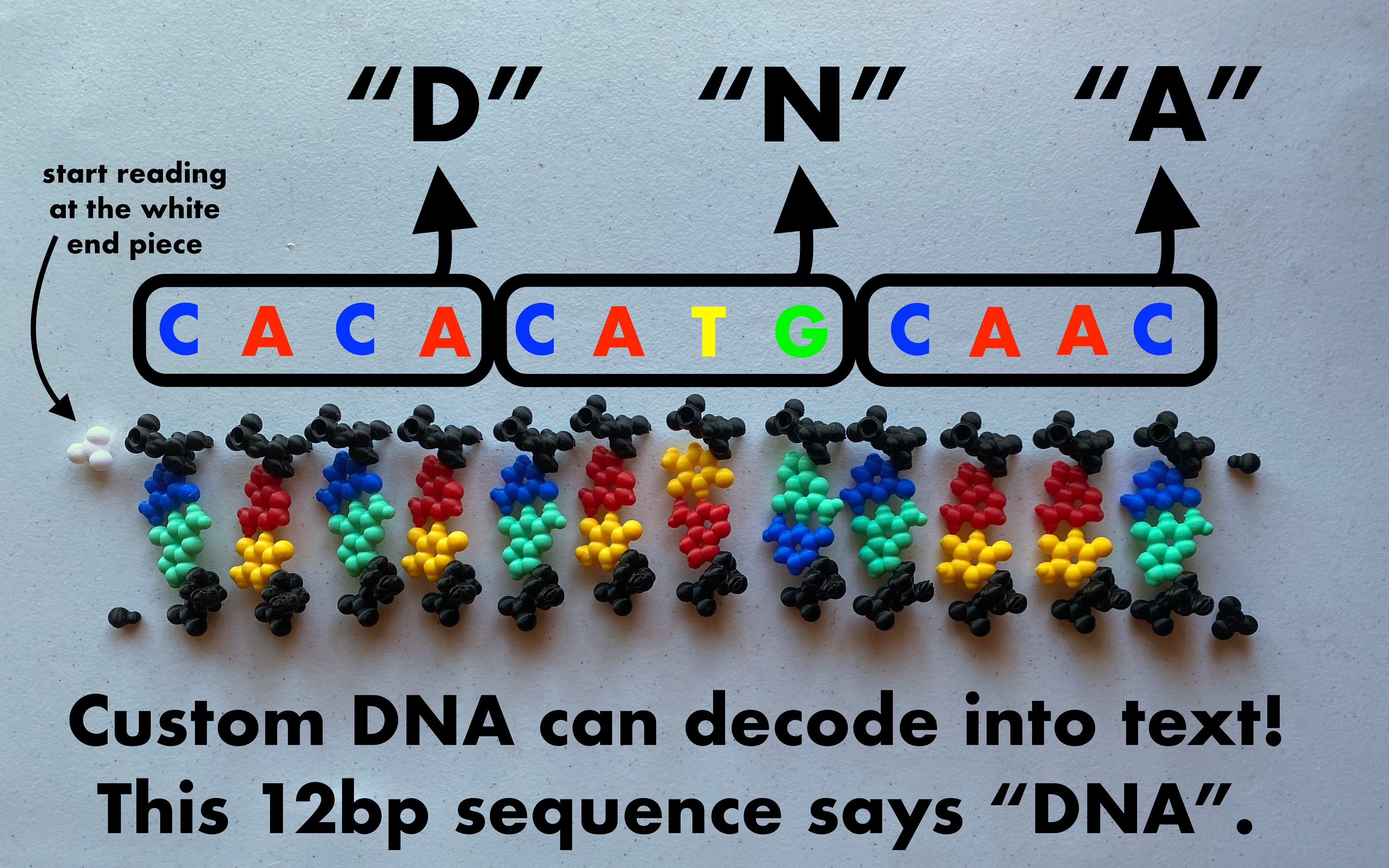 Realistic DNA Model 3d-printed - Etsy