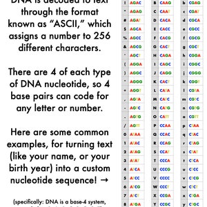 Realistic DNA Model 3d-printed - Etsy