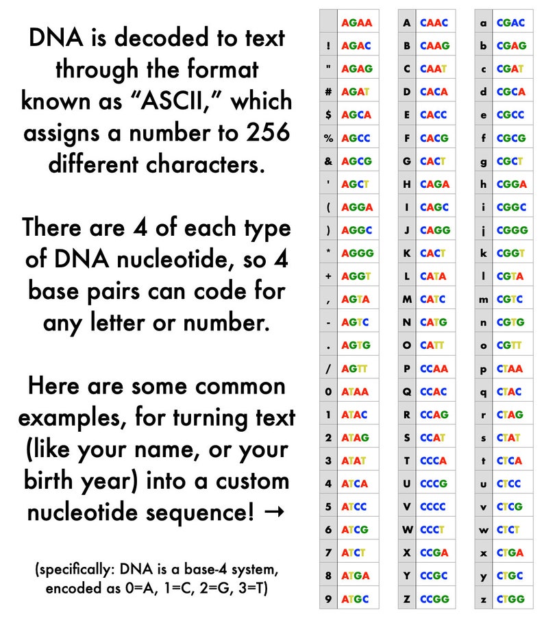 Realistic DNA Model 3d-printed - Etsy