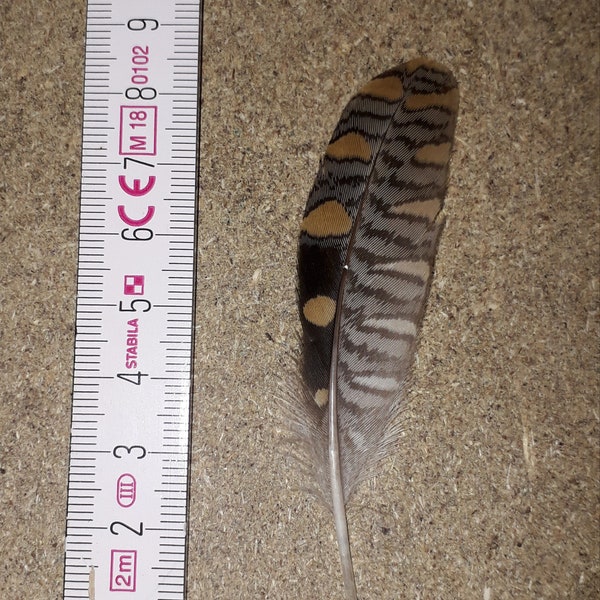 Painted Feathers - Etsy