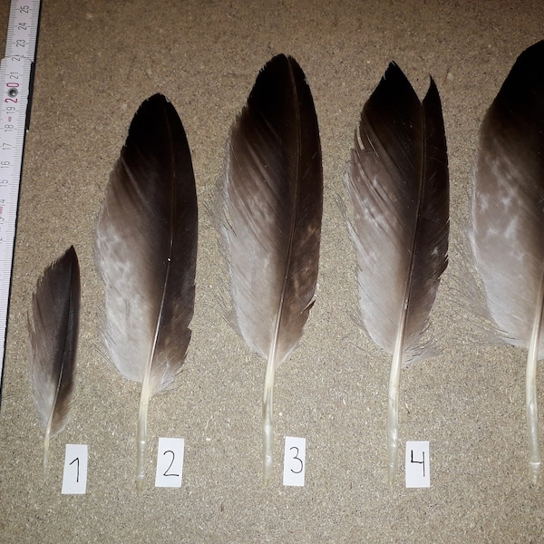 Real Eagle Feathers - Etsy