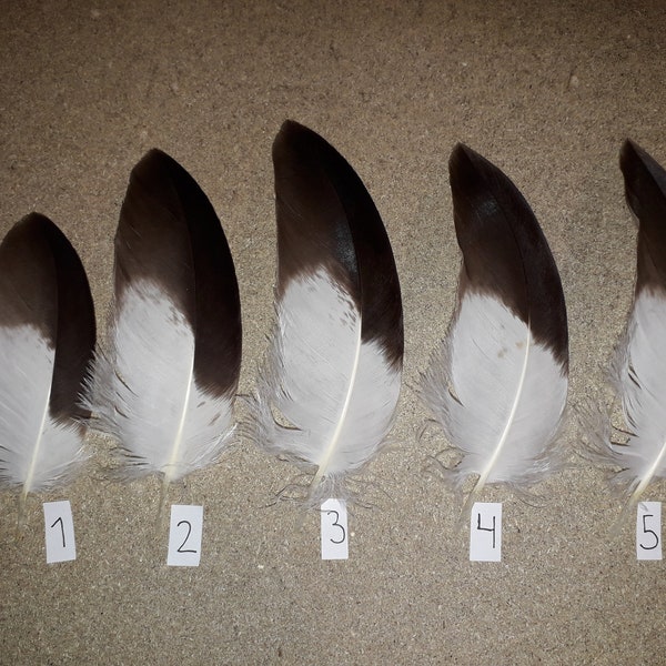 Golden Eagle Feather Real - Etsy