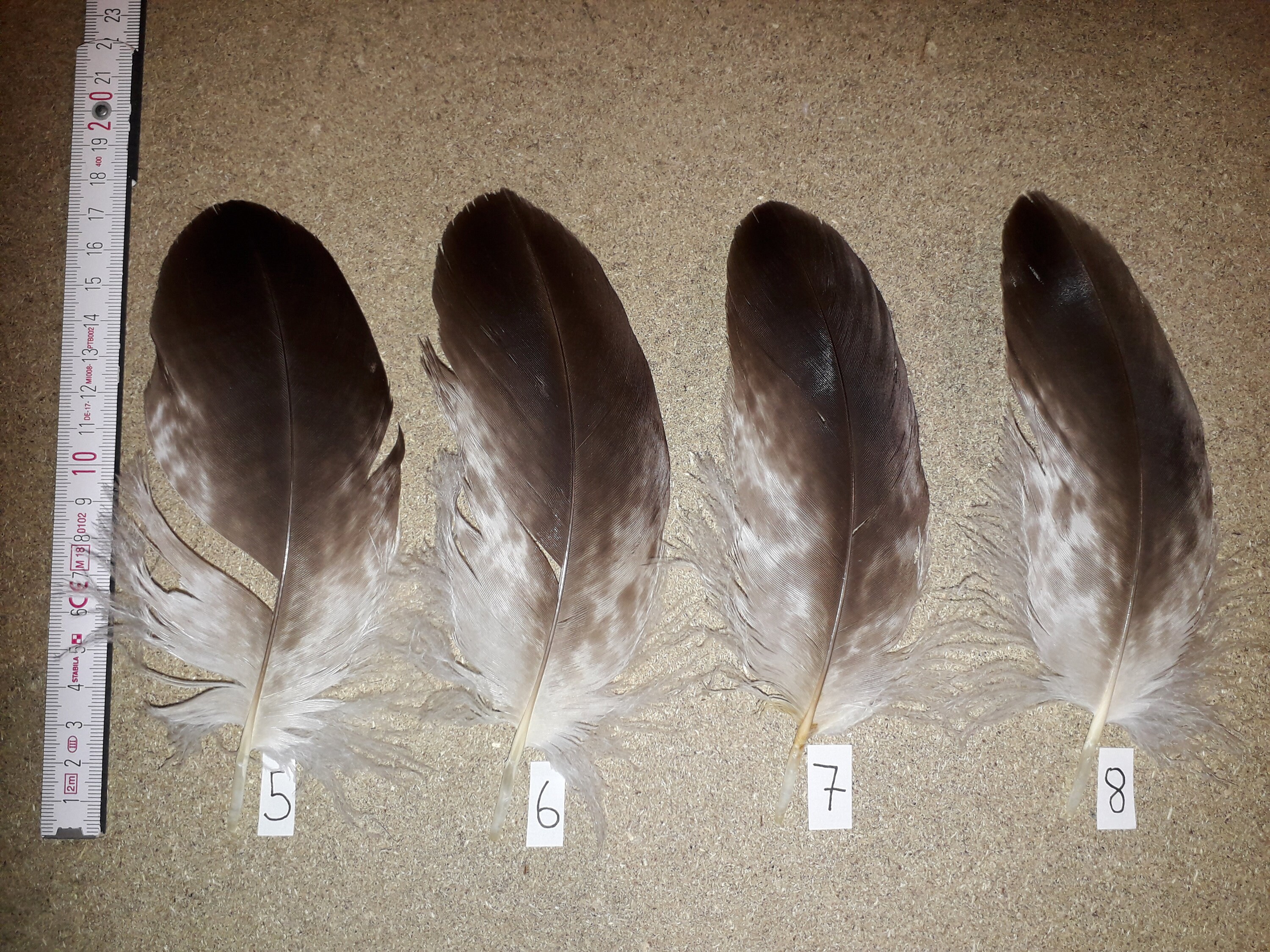 Golden Eagle Feathers