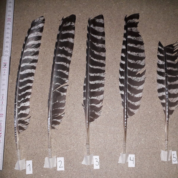 Wild Turkey Feathers - Etsy