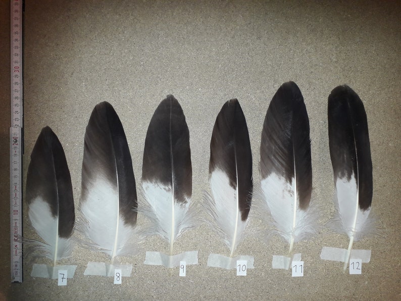 REAL Immature Golden Eagle Scapular & Body Feathers - Etsy Australia