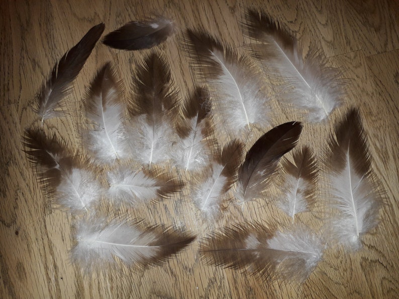 Real Young Golden Eagle Body Feathers With Many Patterns in Packs of 5 ...