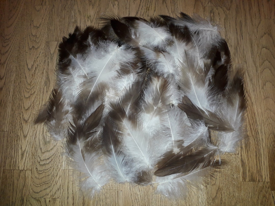 Real Young Golden Eagle Body Feathers With Many Patterns in Packs of 5 ...