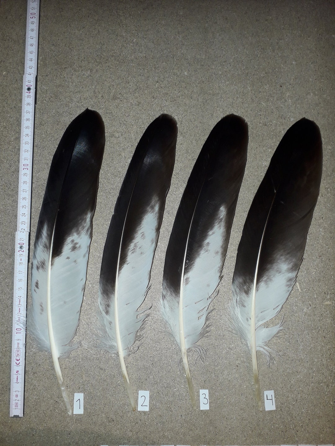 REAL Young Golden Eagle Secondary Wing Feathers Right Side - Etsy Norway