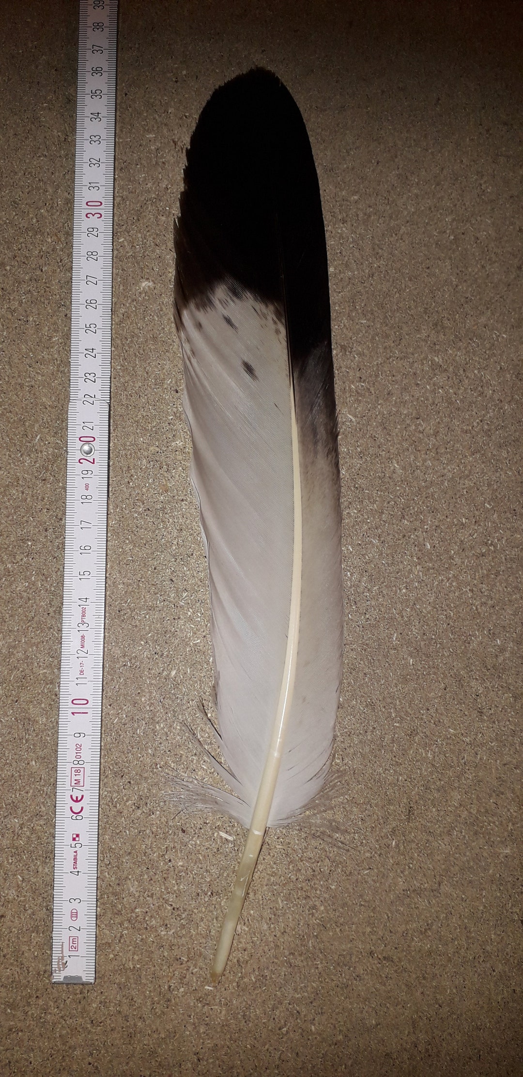 REAL Immature Golden Eagle Tail Feather - Etsy