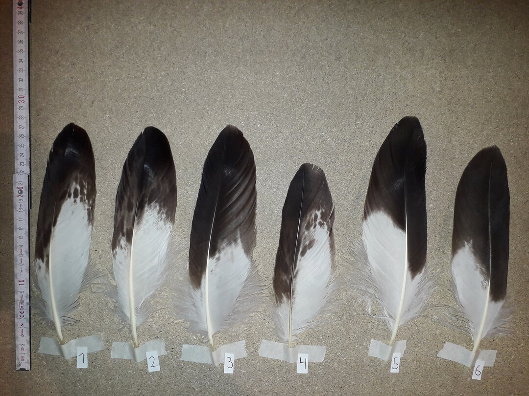 REAL Immature Golden Eagle Scapular & Body Feathers - Etsy Australia