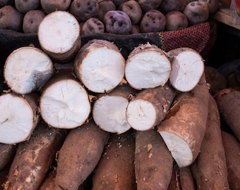 FRESH Yucca Cassava Root Yuca - Etsy
