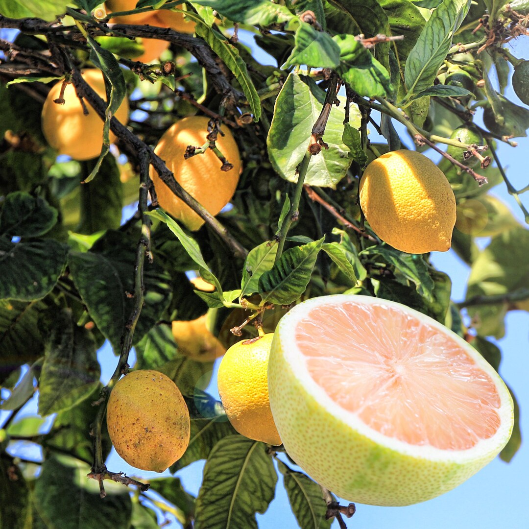 1 Live Pink Lemon, Citrus Live Plant in 1 Gallon Pot, 1 to 2 Ft Tall ...