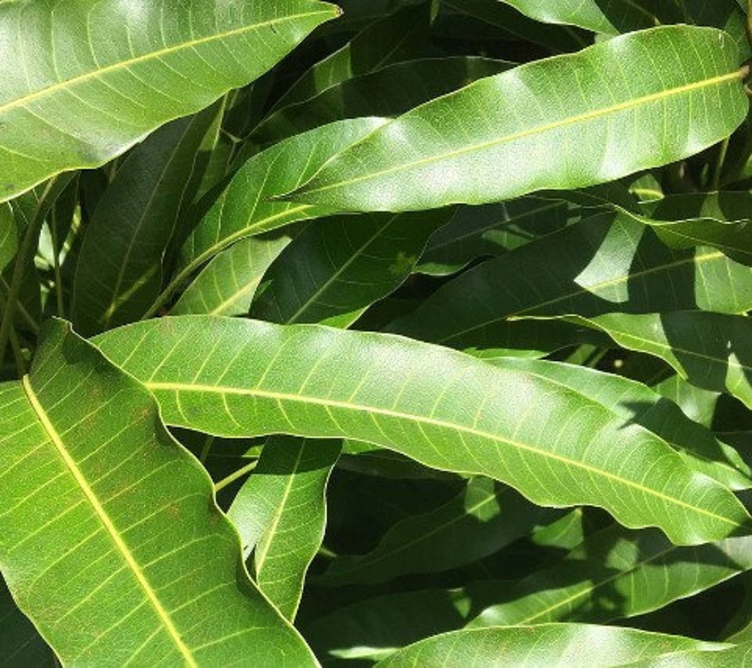 Fresh Mango Leaves, Perfect for Tea, No Pesticides, Organic Florida ...