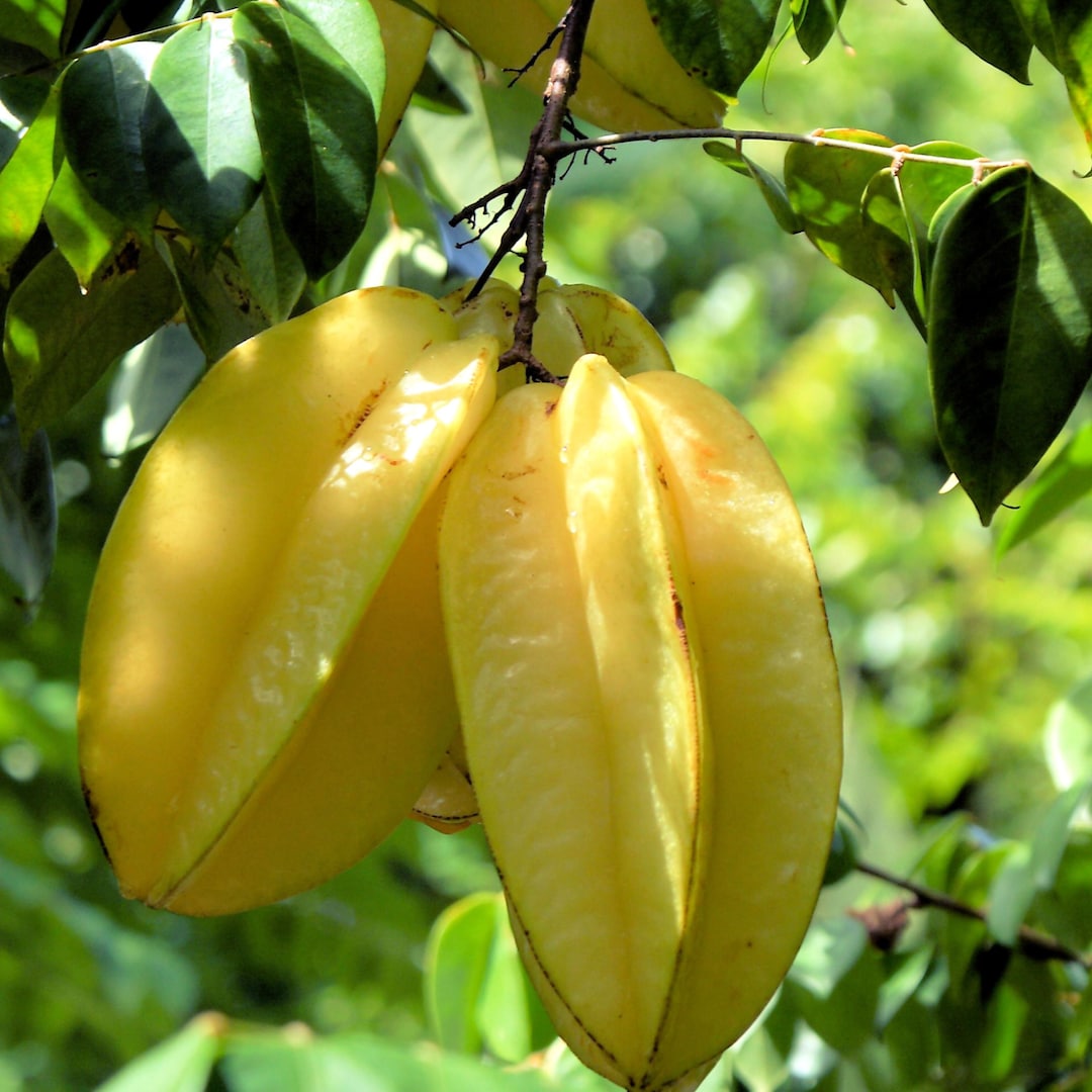 Sweet Star Fruit Averrhoa Carambola in 3 Gallon Pot, Grafted, Kary ...