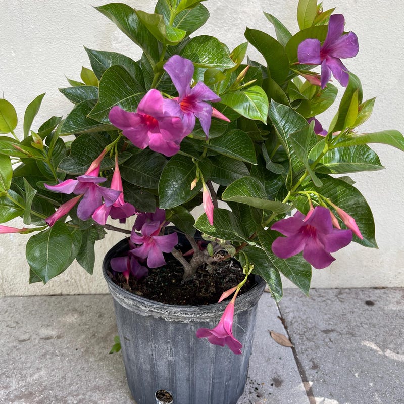 Mandevilla Trellis Vine - Etsy