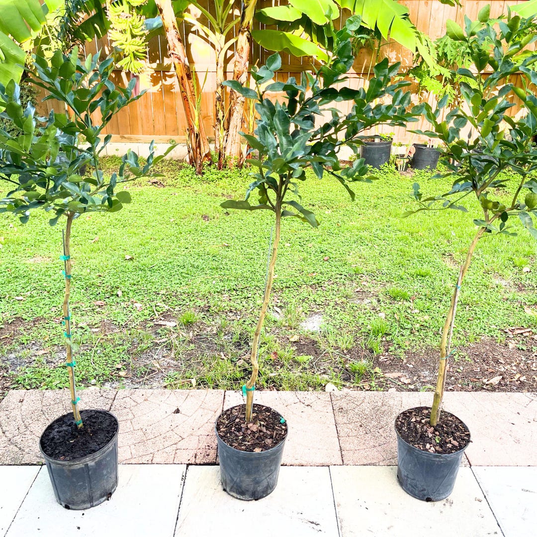 Live Kaffir Plant, 3gallon Pot, 4ft to 5ft Tall, Established Roots ...