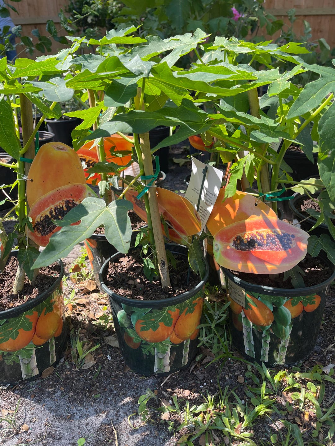 Live Red Lady Papaya Plant - 16 to 24 Inches Tall - Cannot Ship to CA ...