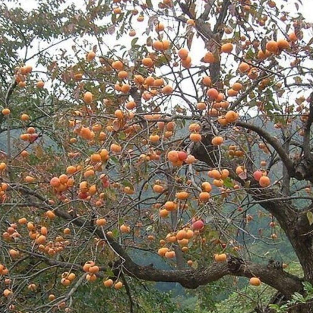 Fuyu Persimmon Tree Live Plant | Grafted Fruit Tree | Non Astringent ...