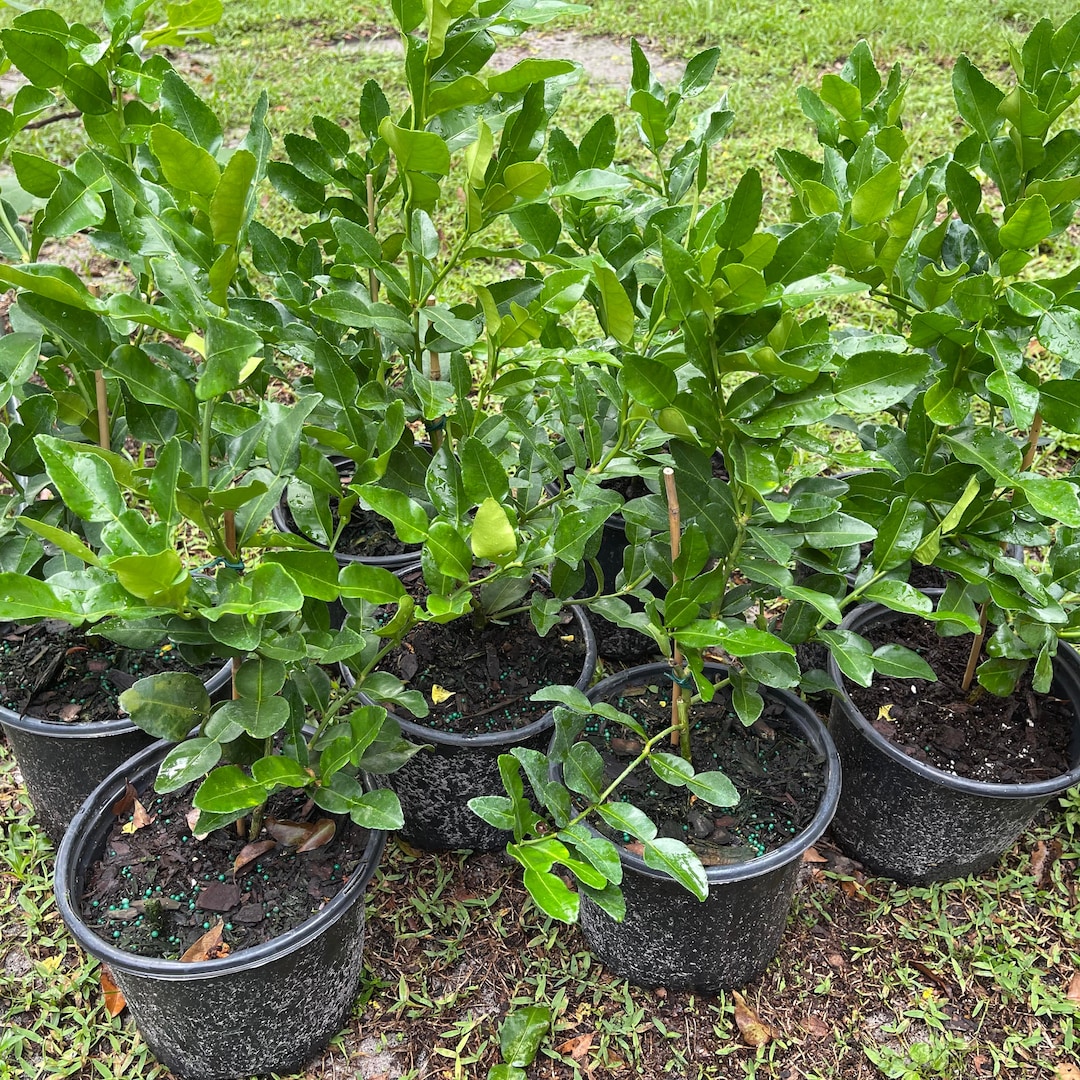 Live Kaffir Lime Tree - Citrus Hystrix Makrut in 1 Gallon Pot, Kieffer Lime, Jeruk Purut ...