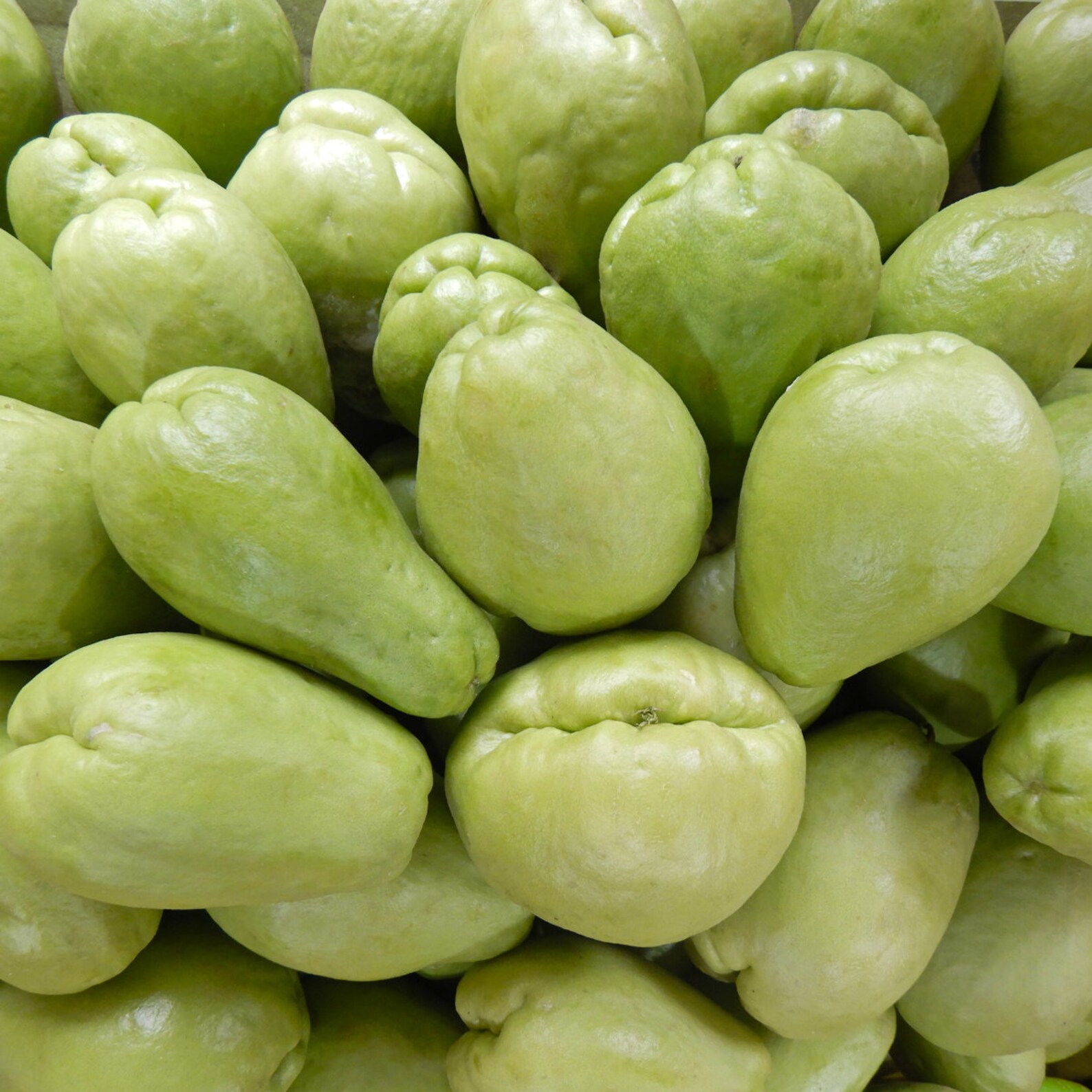 3-4 Lbs Fresh Chayote Squash, Vegetable Fear, Mirliton, or Chocho ...