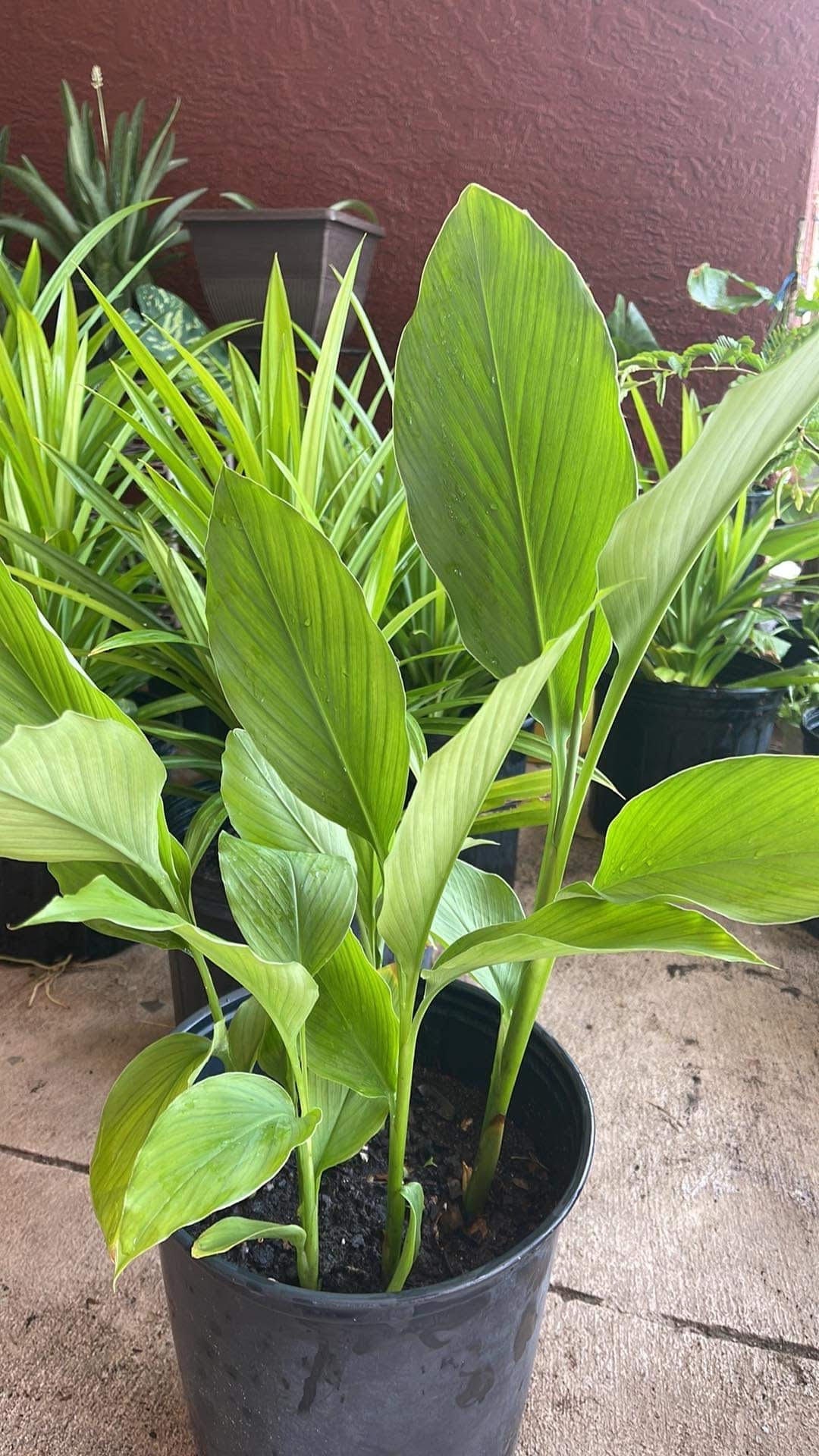 1 Live Yellow Tumeric Plant, curcuma Longa, Established, Rooted Ready ...