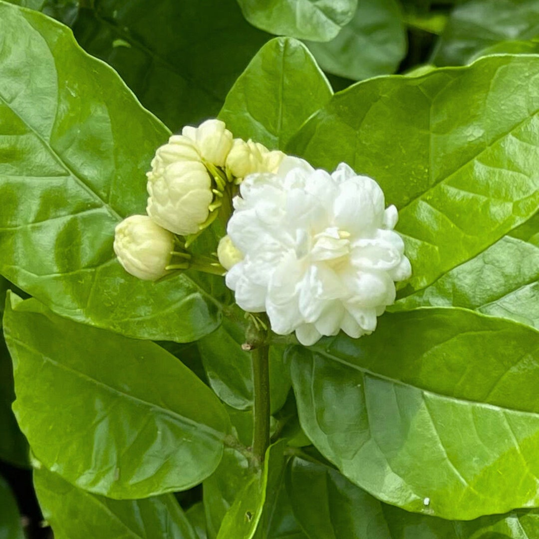 Live Grand Duke Jasmine Plant, 1ft to 2ft Tall, 3 Gallon Pot, Blooms ...